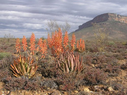 Deals on Seeds For Africa Aloe Falcata - Vanrhynsdorp Aloe - Indigenous ...